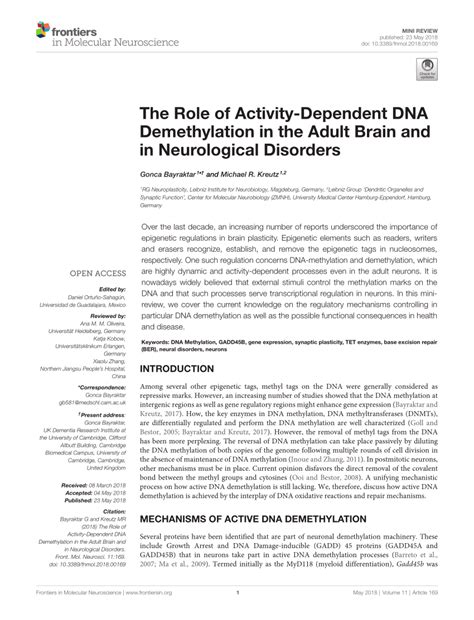Pdf The Role Of Activity Dependent Dna Demethylation In The Adult Brain And In Neurological