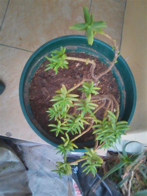 Identification I Was Told This Is A Sedum Succulent If So What Kind