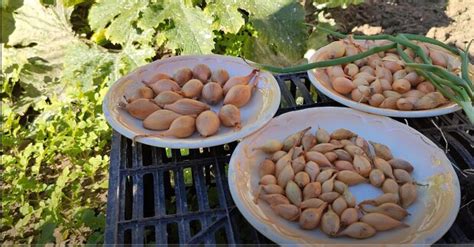 Урожай буде щедрим як правильно садити цибулю на зиму Читайте на Ukr Net