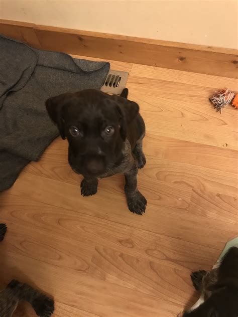 German Wirehaired Pointer Puppies For Sale Glyndon Mn 314332