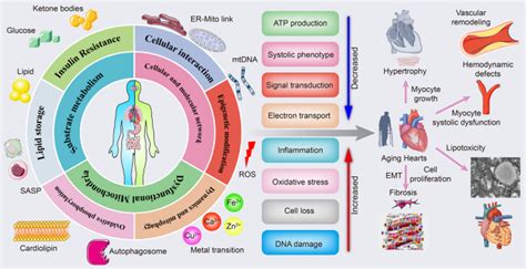 心脏老化的代谢景观：对分子生物学和治疗意义的见解 Signal Transduction And Targeted Therapy X Mol