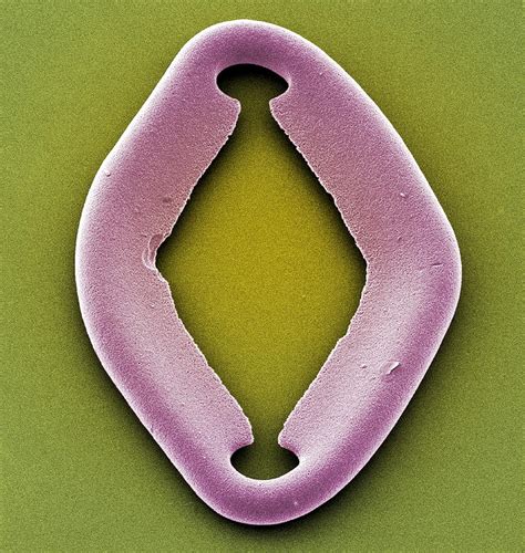 sponge spicule sem photograph by steve gschmeissner fine art america