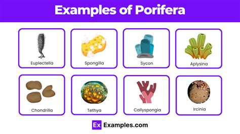 15 Porifera Examples