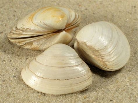 Spisula Solida From Normandy