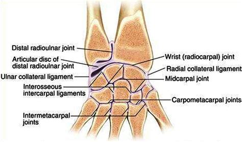 Structural Classification Of Radiocarpal Joint At Isla Lascelles Blog