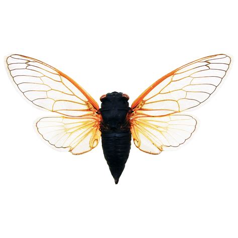 Bicbugs Magicicada Septendecim 17 Year Locust Pharaoh Cicada Usa