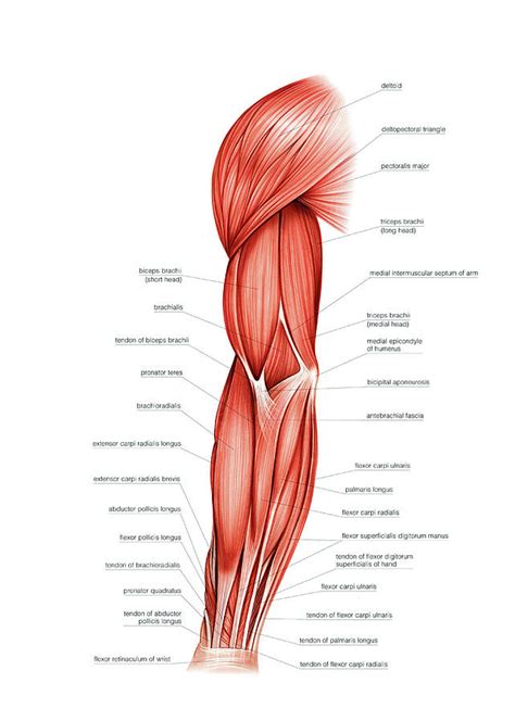 Arm Muscles Diagram Quizlet