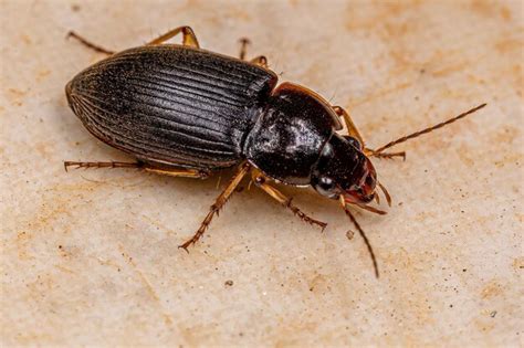 Premium Photo Adult Ground Beetle
