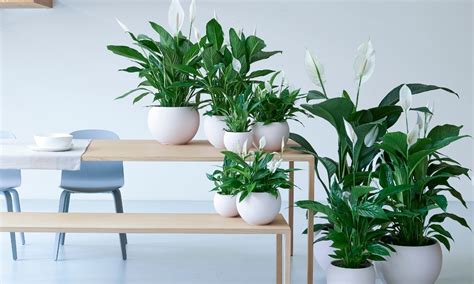Топ 5 самых полезных для здоровья комнатных растений Stiletto Blog