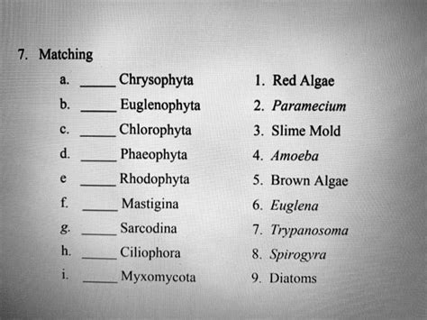 Solved Matching Chrysophyta Euglenophyta Chlorophyta Phaeophyta Rhodophyta Mastigina