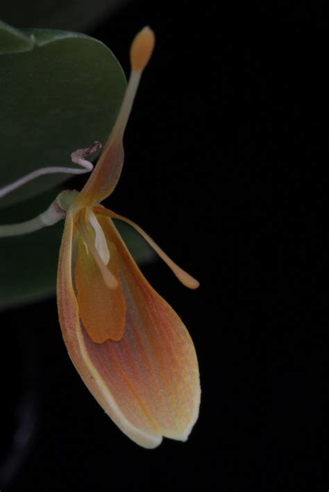 Restrepia Iris Wiel Driessen Flickr