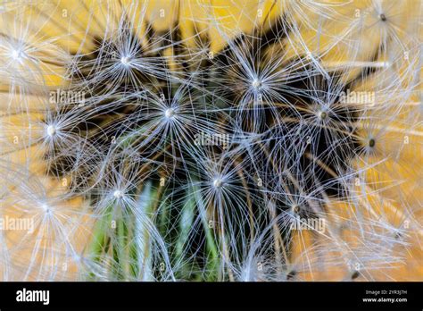 A Detailed Macro Photograph Showcasing The Intricate Structure Of