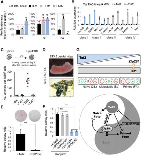 opposing functions of tet1 and tet2 in primed and naive pluripotent