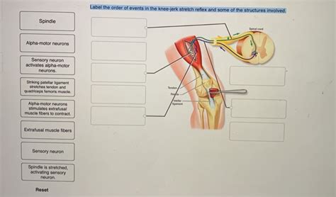 Solved Label the order of events in the knee-jerk stretch | Chegg.com