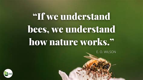Quotes Thoughts And Aphorisms About Bees Ecobnb