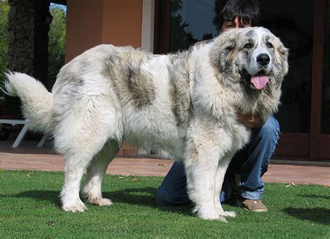Pyrenean Mastiff Dog Breed Facts And Information Cuteness