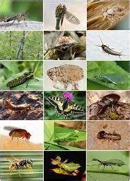 A Effective Guide To Identifying Different Types Of Pests Including Their Physical