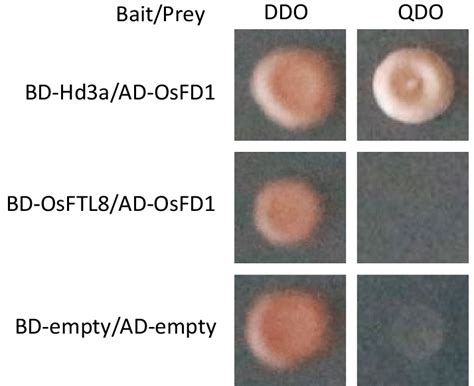 Yeast Two Hybrid Analysis Of Osftl8 With Osfd1 Yeast Strain