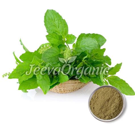 Bulk Holy Basil Leaf Extract 61 Ocimum Sanctum