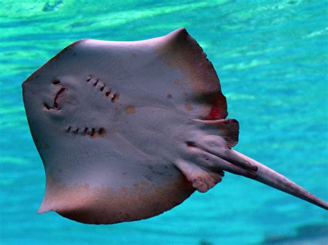Dozens Of Stingrays Die At Chicago Zoo After Being Starved Of Oxygen