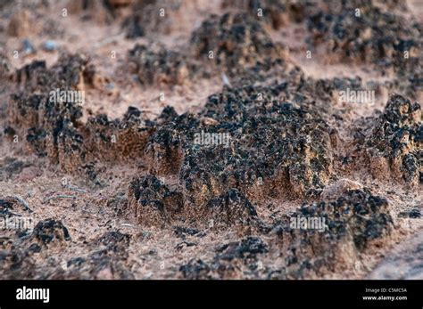 Biological Soil Crusts Consisting Of Algae Cyanobacteria Lichens