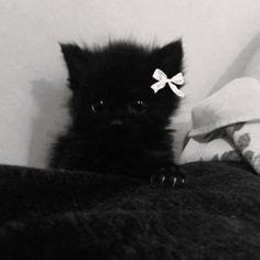 Aesthetic Black Cat Pfps And Icons For Discord Instagram And Tiktok
