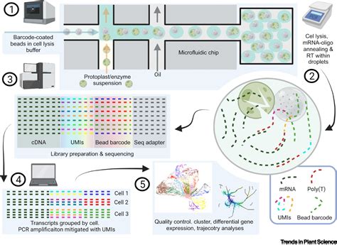 High-throughput single-cell RNA sequencing: Trends in Plant Science