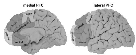 O Córtex Pré Frontal Pfc Sigla Em Inglês Para Prefrontal Cortex E
