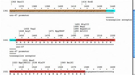 ApE A Plasmid Editor Software For Viewing Editing And Analyzing Plasmid Sequences
