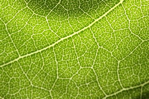 Leaf Structure And Function Advanced Read Biology CK Foundation