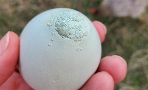 Unusual Eggs — Purely Chickens