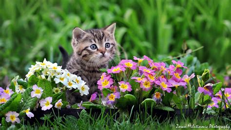 Kittens And Flowers Desktop Wallpapers 4k Hd Backgrounds On Wallpaperbat