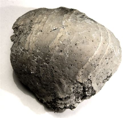 Pelecypod Archives Cochise College Geology