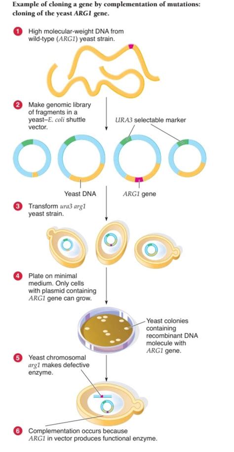 Complementation Method For Identifying Genes Shailaja Kumari Posted On The Topic Linkedin