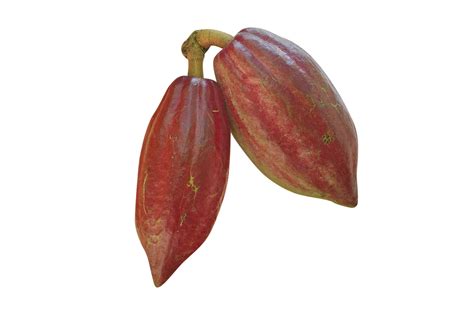 Cocoa Tree Fruit Free Photo On Pixabay Pixabay