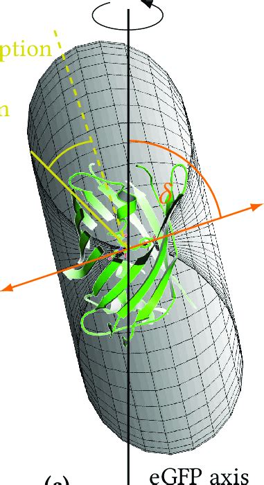 29 A Ribbon Diagram Of The Egfp Structure Cut Open To Reveal The