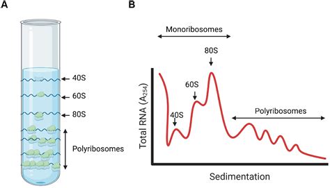 Analysis Of Translational Regulation Using Polysome Profiling And Puromycin Incorporation Pmc