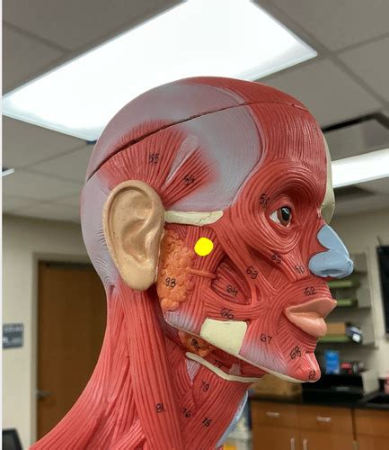 Facial Muscles Skin Side Flashcards Quizlet