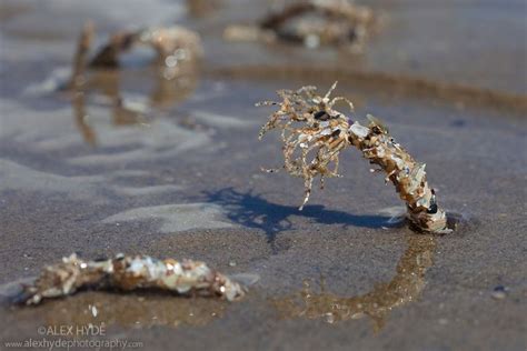 Lanice Conchilega Alchetron The Free Social Encyclopedia