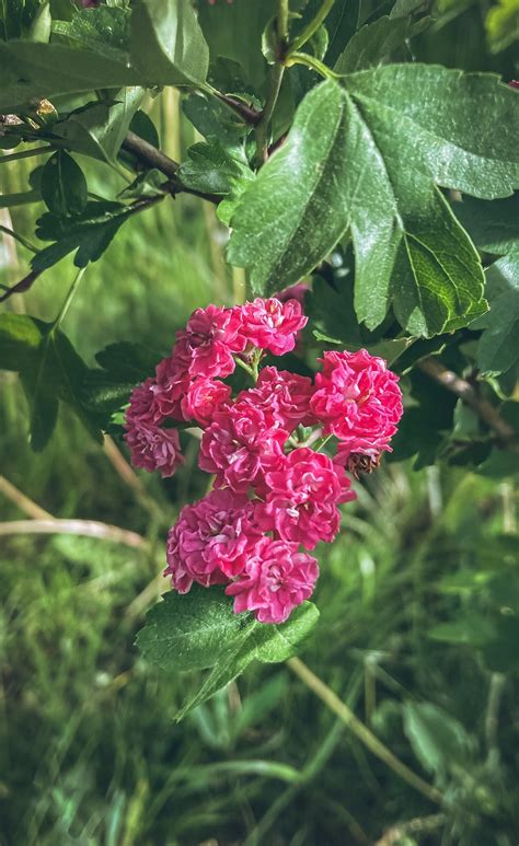 Sejenis Semak Berbunga Musim Semi Foto Gratis Di Pixabay