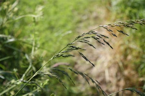 False Oat Grass Naturespot