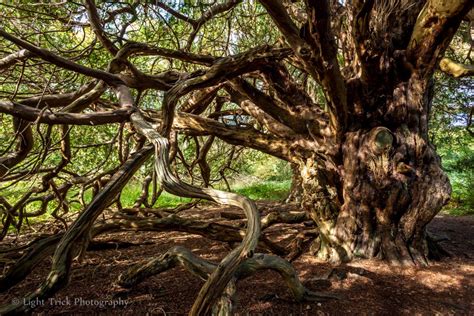 The Ancient Yew Forest Of Kingley Vale Amusing Planet