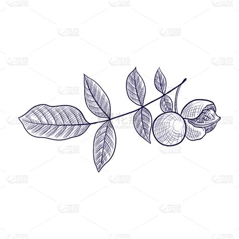 绘画插图枝矢量胡桃树农业食品环境坚果春天园林