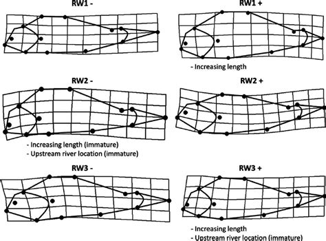Thin Plate Spline Deformation Grids Relative To Consensus Image For