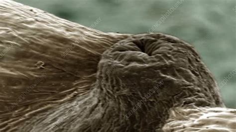Tree Seed Sem Stock Video Clip K0054300 Science Photo Library