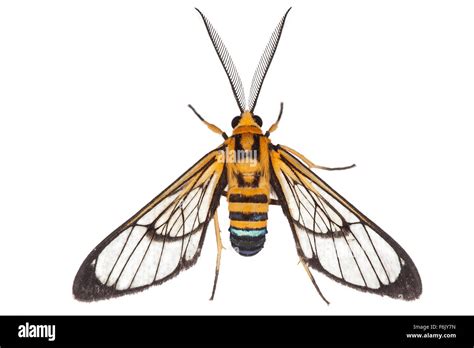 Batesian Mimicry Examples