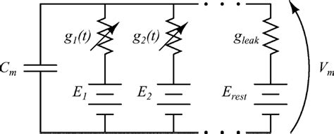 Single Compartment Model Of A Biological Neuron With Transmembrane Download Scientific Diagram