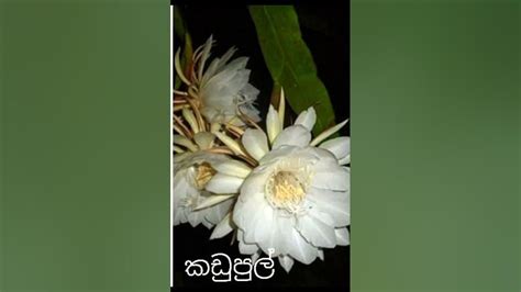 රෑට පිපෙන මල් වර්ග 👍and🔔 Youtube