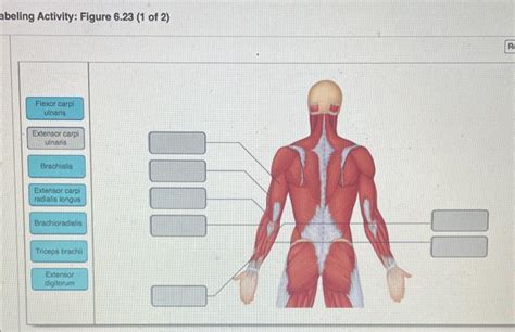 Solved Abeling Activity Figure Of Chegg Com