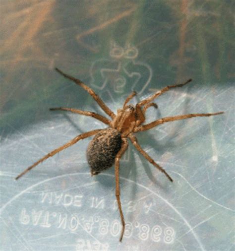 How To Identify Venomous House Spiders Dengarden